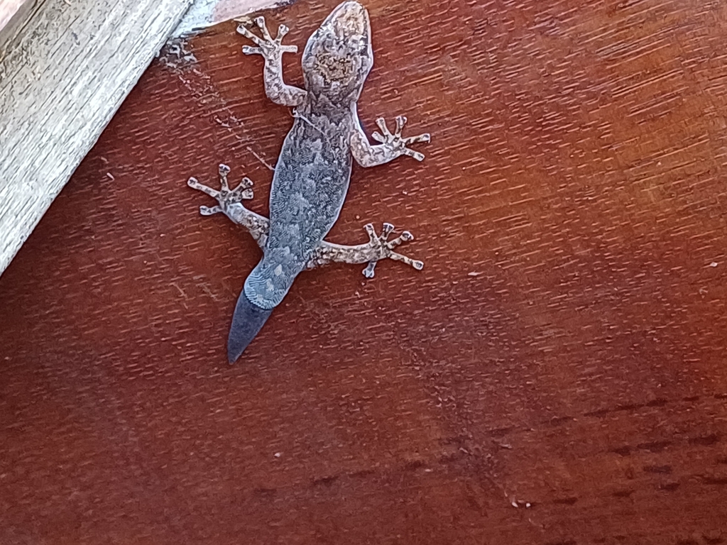 Southern Marbled Gecko from Rye VIC 3941, Australia on March 26, 2024 ...