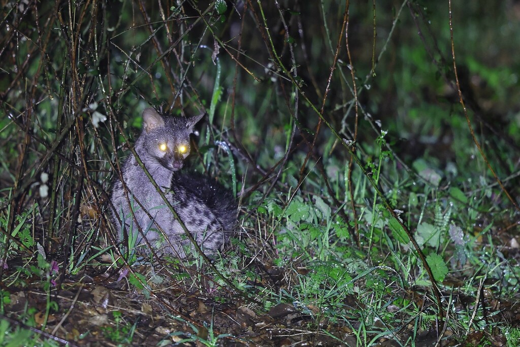 Northern Small-spotted Genet from Cáceres, Spain on February 14, 2024 ...