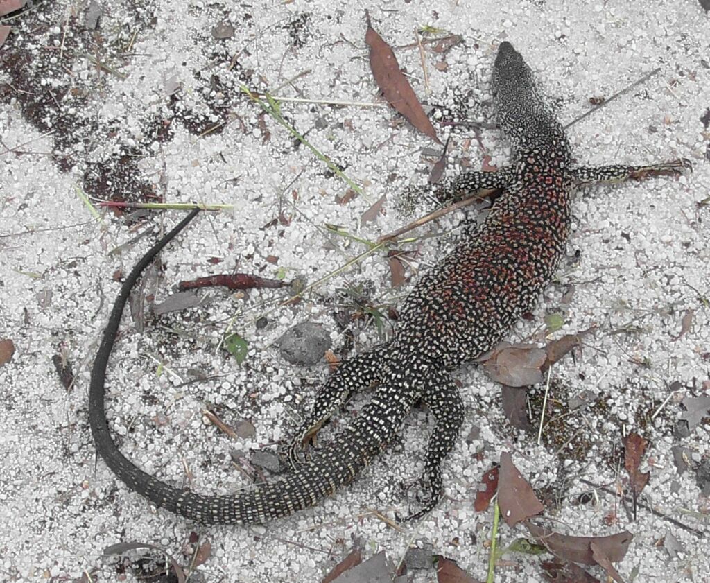 Banded/Spotted Tree Monitor Complex from Watsonville QLD 4887 ...