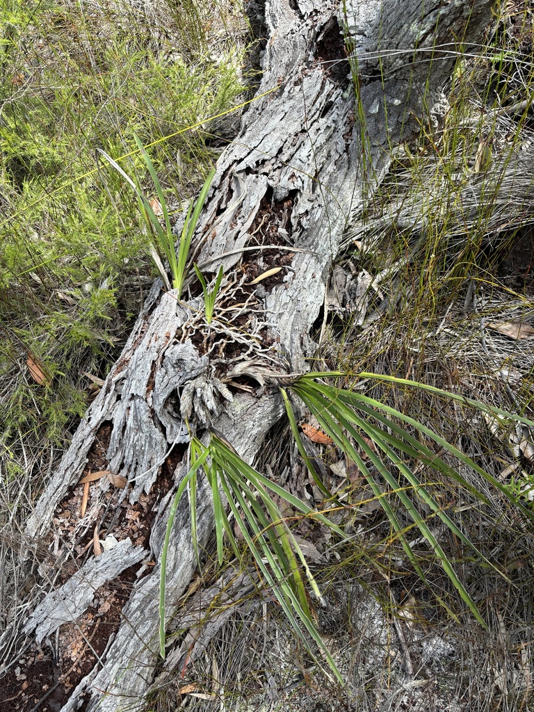 Snake Orchid in March 2024 by Mick Drews · iNaturalist