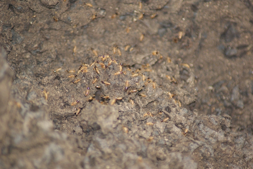 Conehead Termite from Zapotal, Provincia de Guanacaste, Nandayure ...