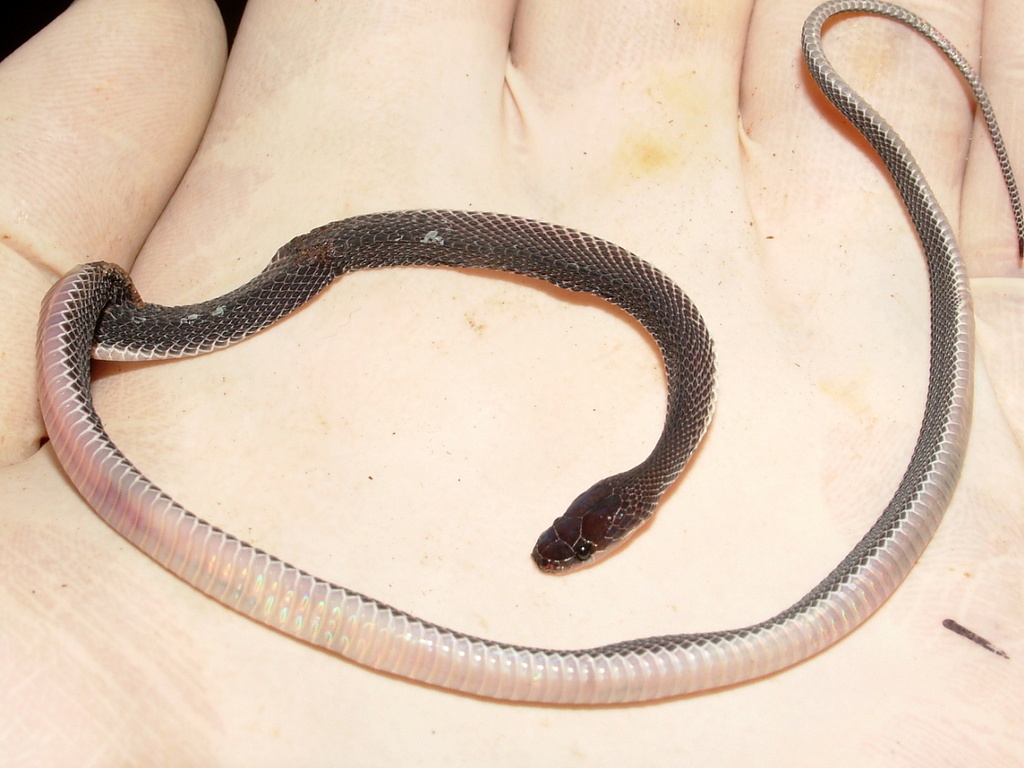Mocquard's African Ground Snake from Ndikiniméki, Cameroon on November ...