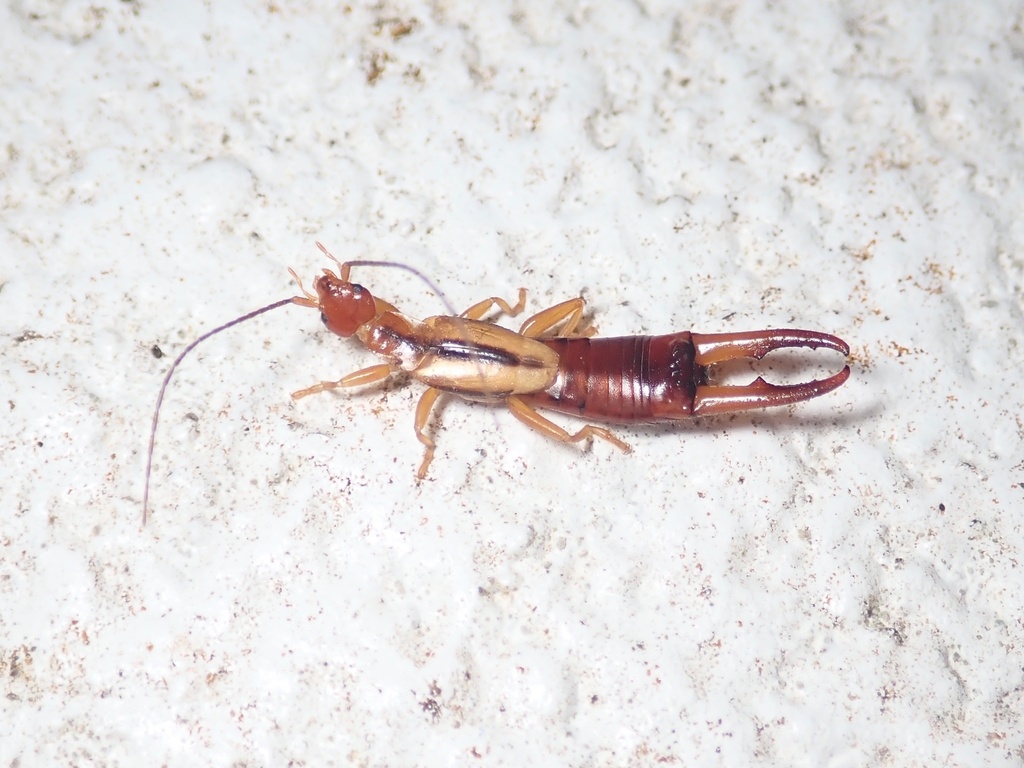 Proreus simulans from 平得, 石垣市, 沖縄県, JP on September 13, 2021 at 01:33 ...