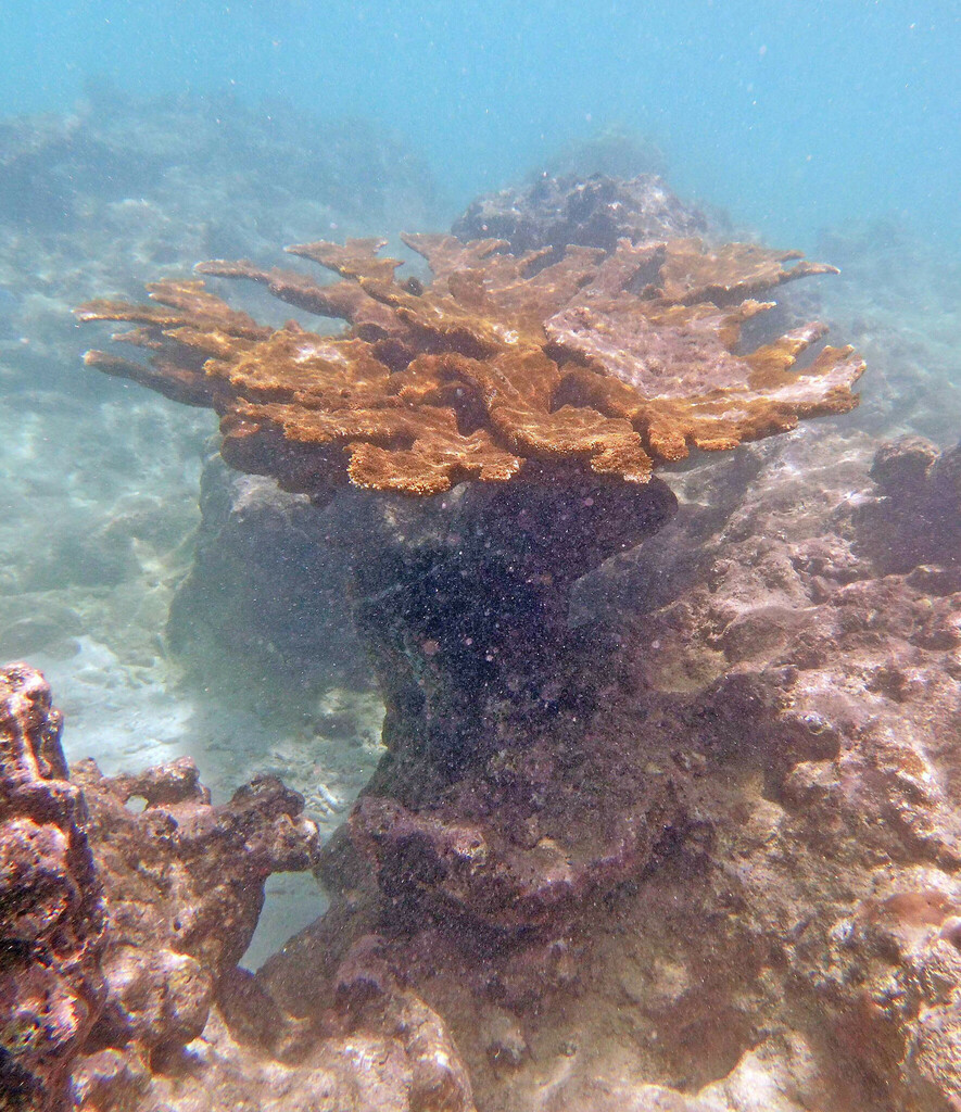 Elkhorn Coral in March 2024 by David Patriquin. Survived extreme ...