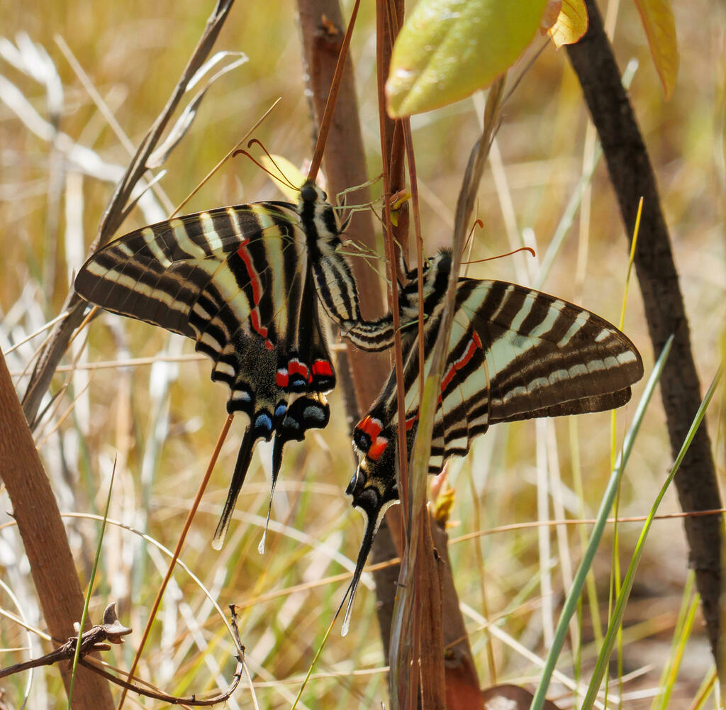 Zebra Swallowtail from Clay County, US-FL, US on March 23, 2024 at 11: ...
