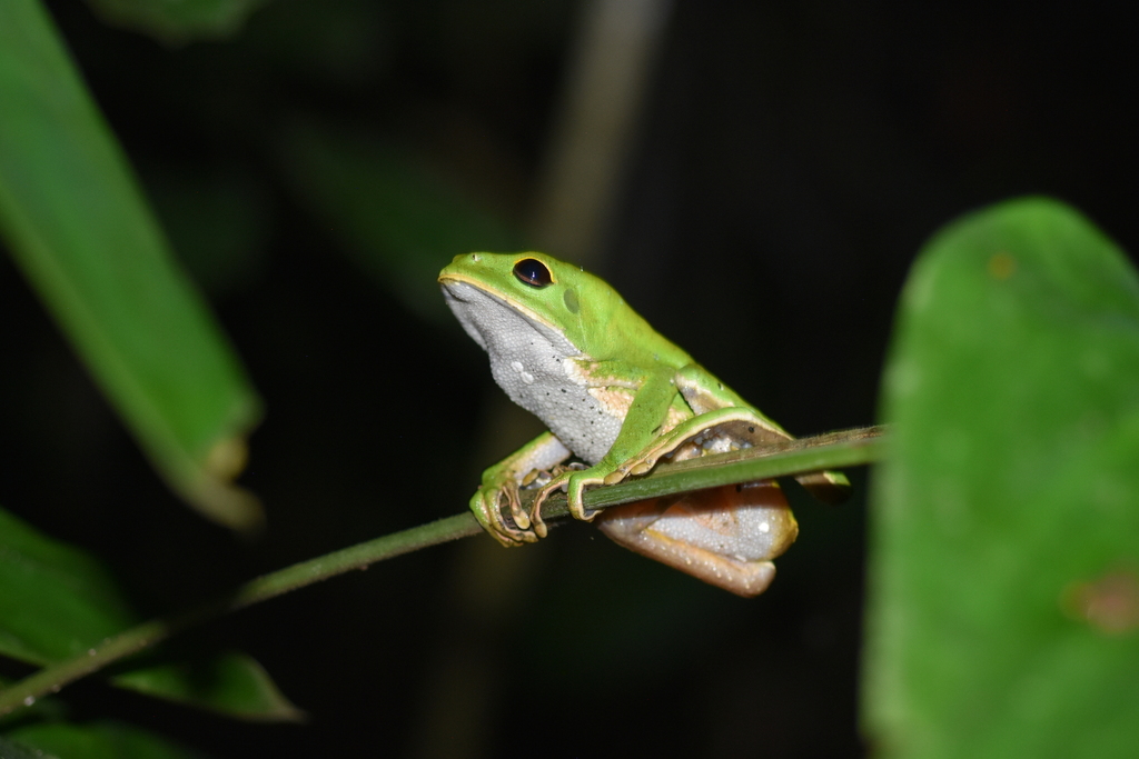 Phyllomedusa camba from Tambopata, Peru on March 11, 2024 at 11:01 PM ...