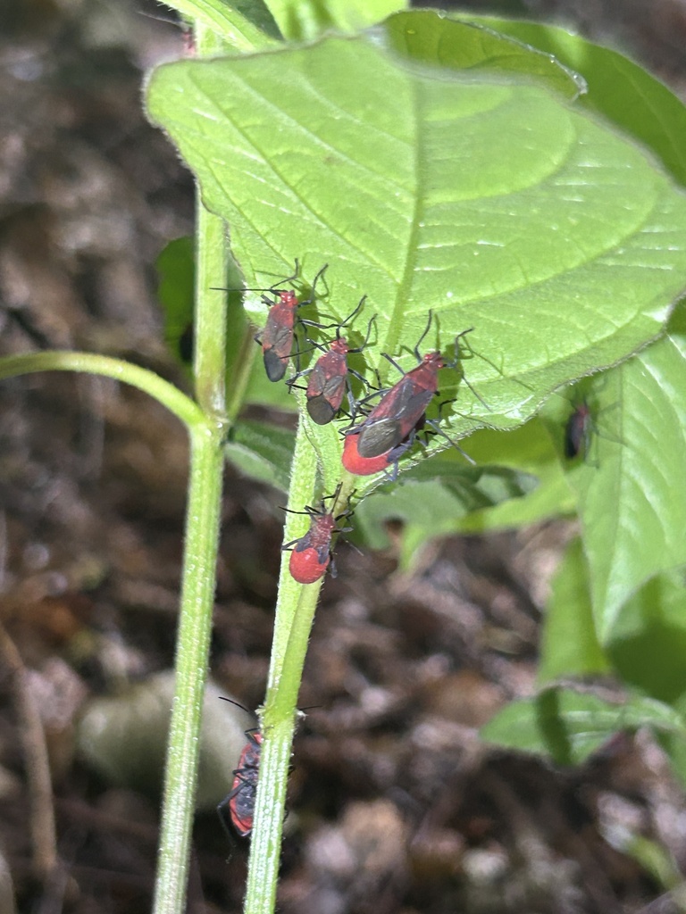 Leptocoris vicinus from 高峰植物園, 東區, HSZ, TW on March 26, 2024 at 08:22 ...