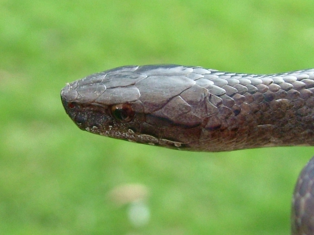 Günther's Black Snake from Bui, Cameroon on May 23, 2009 at 01:56 PM by ...