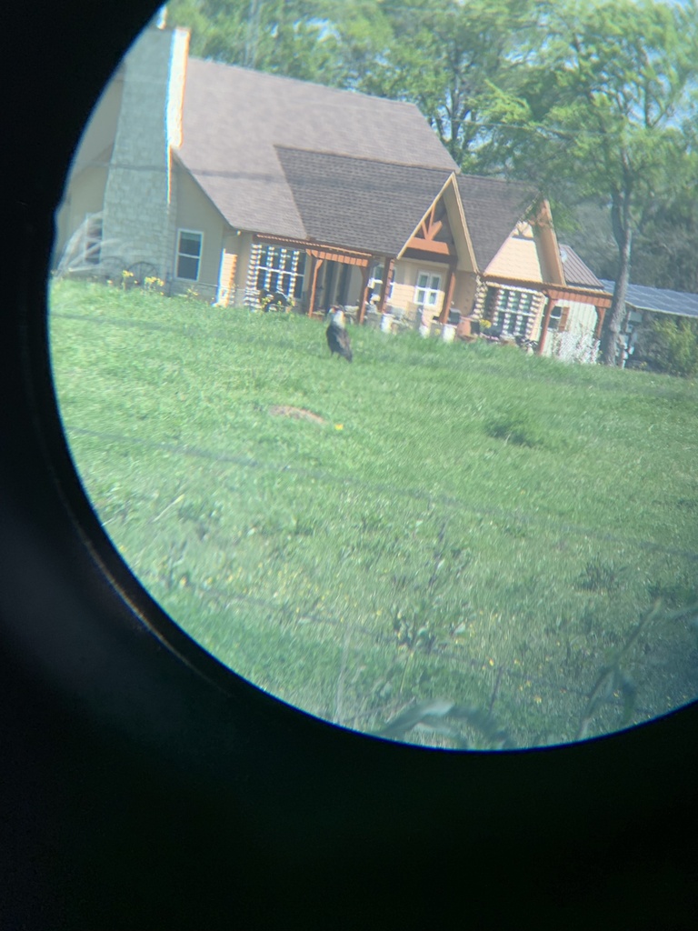 Crested Caracara from County Road 2102, Canton, TX, US on March 26 ...