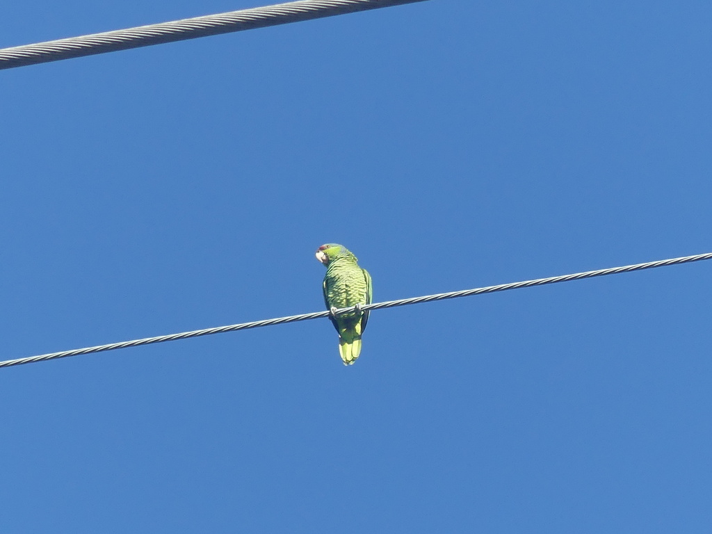 Lilac-crowned Parrot from Newbury Park, Thousand Oaks, CA, US on March ...