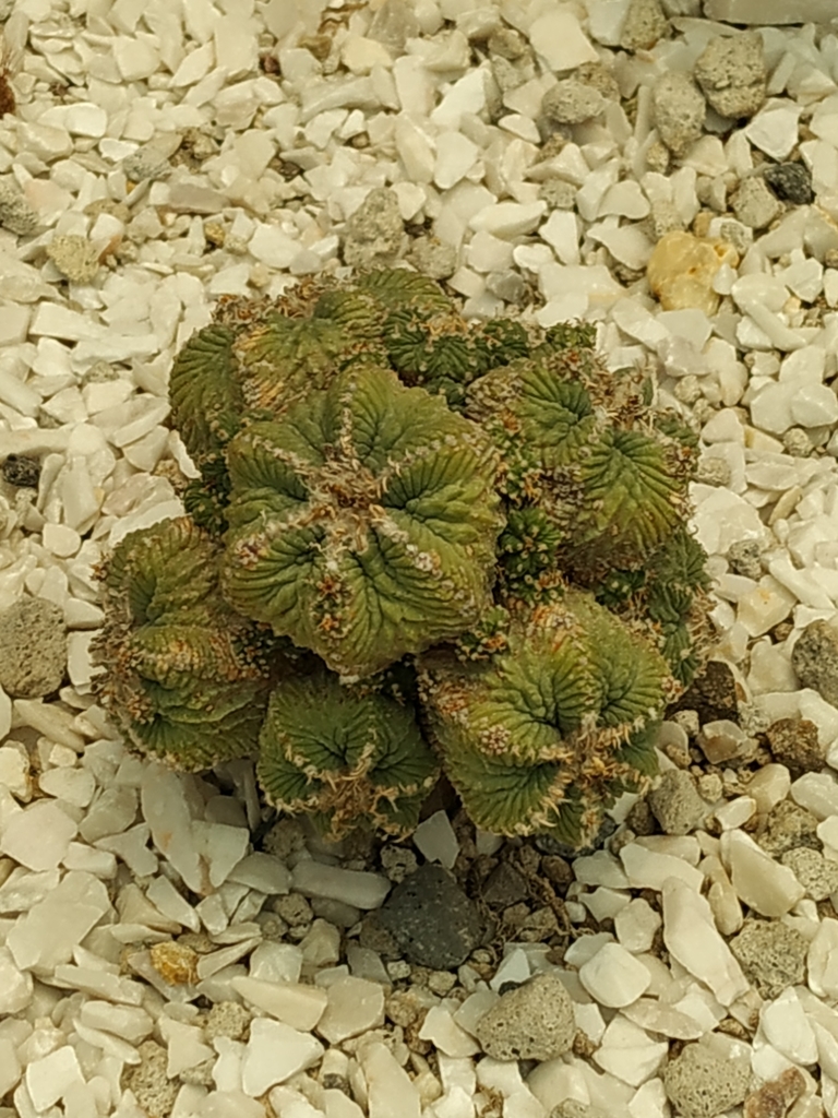 Aztekium ritteri in April 2019 by Abigail Tovaar · iNaturalist