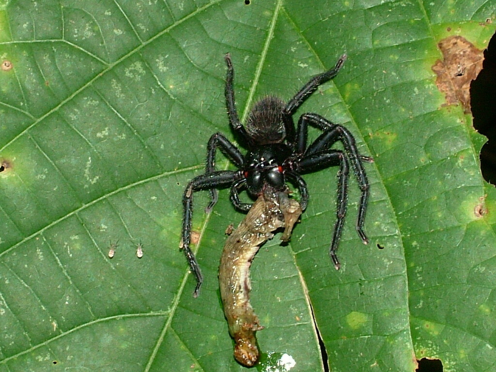 Huntsman Spiders from Haut - Nyong, Cameroon on April 25, 2009 at 06:33 ...