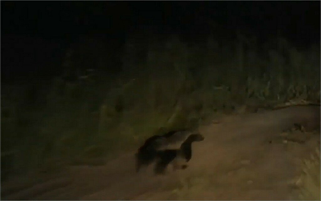 Cape Ratel from Sabi Sand Nature Reserve, ZA-MP, South Africa on March ...