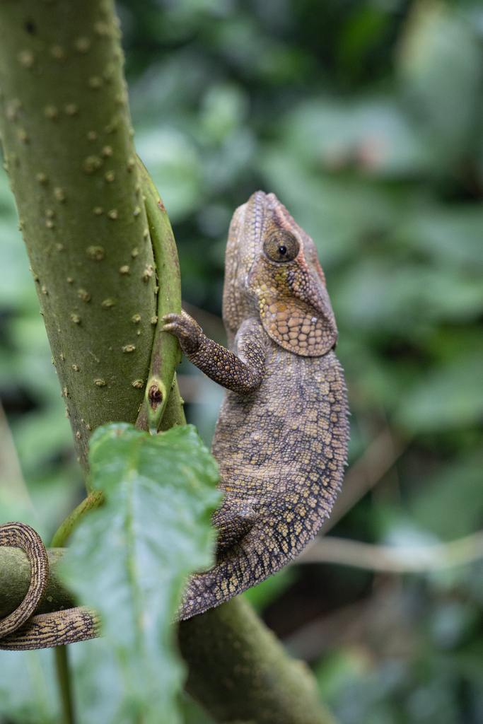 Cryptic Chameleon from Ivohibe, Madagascar on March 18, 2024 at 09:55 ...