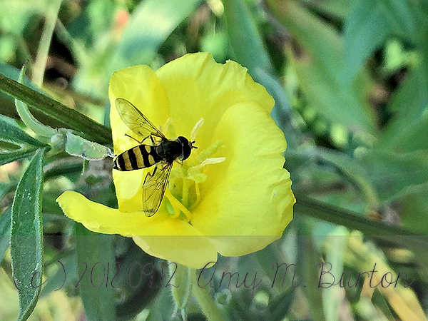 Long-tailed Aphideater Complex from Herrick Lake, Herrick Lake Forest ...