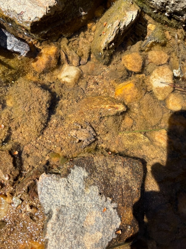 Northern Cricket Frog from Cary, NC, US on March 20, 2024 at 02:01 PM ...