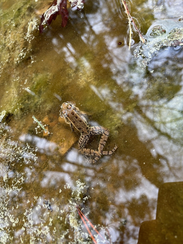 Southern Leopard Frog from Cary, NC, US on March 22, 2024 at 03:37 PM ...