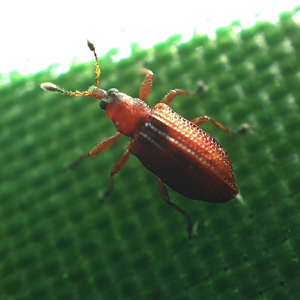 Cucujiform Beetles from Punta Arenas, Magallanes y la Antártica Chilena ...