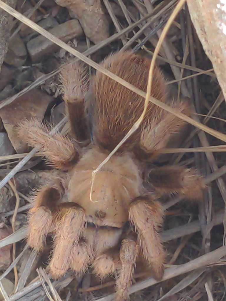 Desert Blonde Tarantula from Tucson, AZ 85743, USA on March 26, 2024 at ...