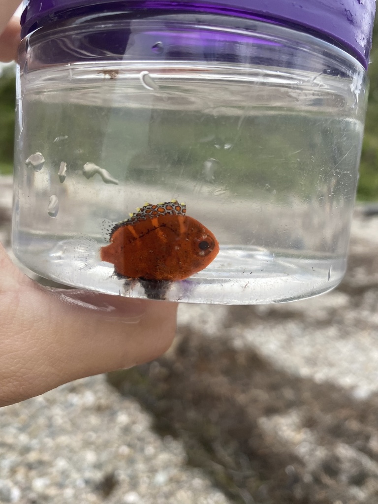 Short Bigeye from Fort Wetherill State Park, Jamestown, RI, US on ...