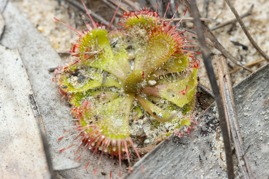 tropical sundew from Cooloola QLD 4580, Australien on March 11, 2023 at ...