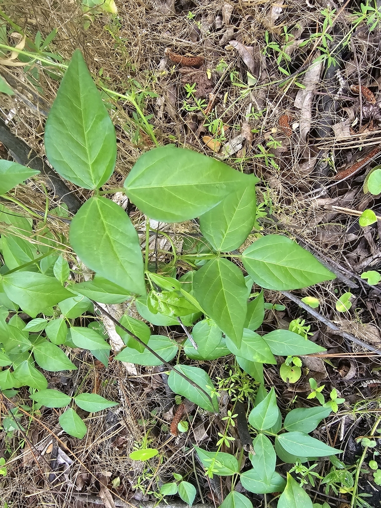 Wild Cowpea from North Port, FL 34288, USA on March 26, 2024 at 03:01 ...