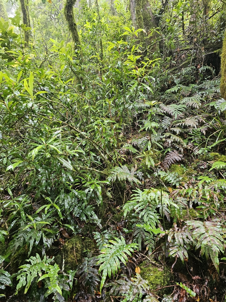 Brush Pepperbush from Legume NSW 2476, Australia on March 22, 2024 at ...
