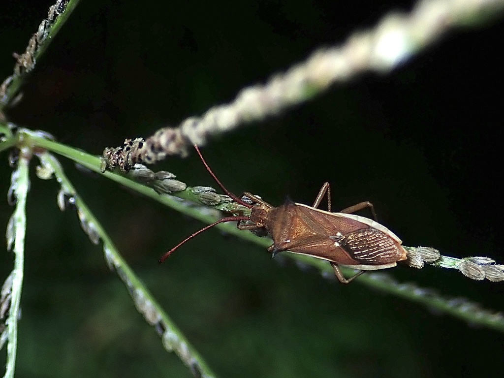 Cletus punctiger in October 2022 by 栗鼠 · iNaturalist
