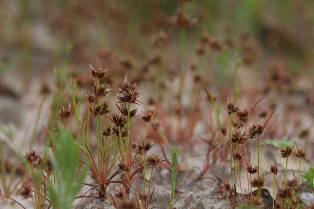 dwarf rush from Torrão, Portugal on March 23, 2024 at 05:23 PM by Joao ...