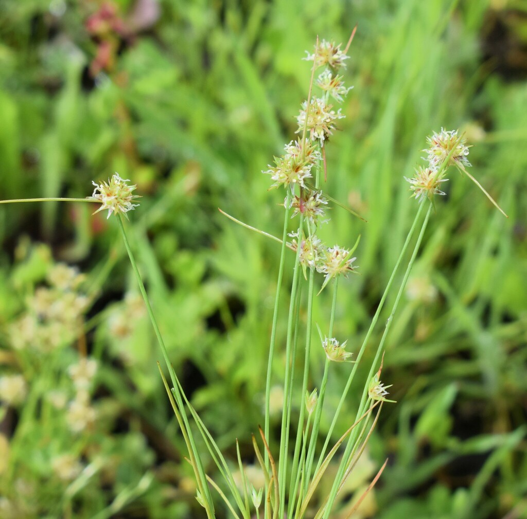 dwarf rush from Parque da Paz - Almada on March 26, 2024 at 04:26 PM by ...