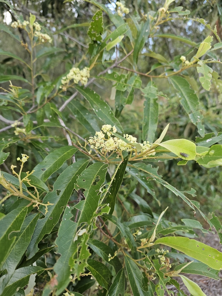 Red Ash from Pinkenba-Eagle Farm, AU-QL, AU on March 23, 2024 at 07:25 ...