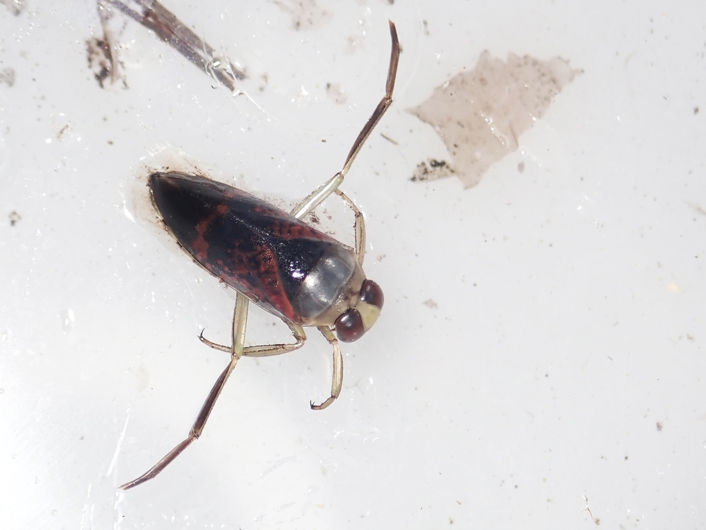 Notonecta montandoni in October 2022 by 栗鼠 · iNaturalist