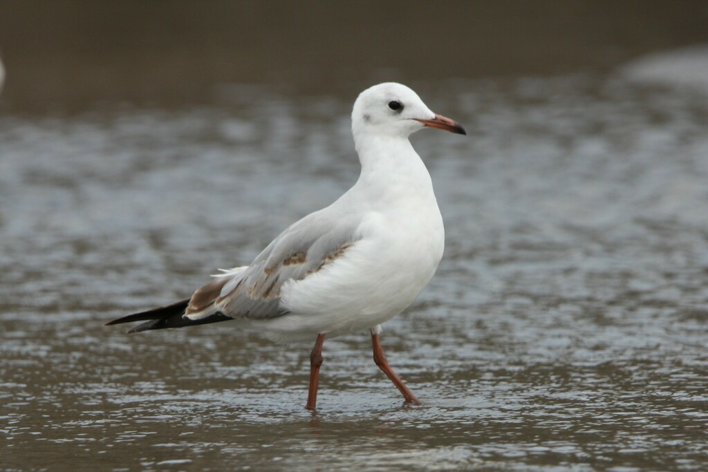 Grey-hooded Gull from Gobierno Regional de Lima, Perú on March 26, 2024 ...
