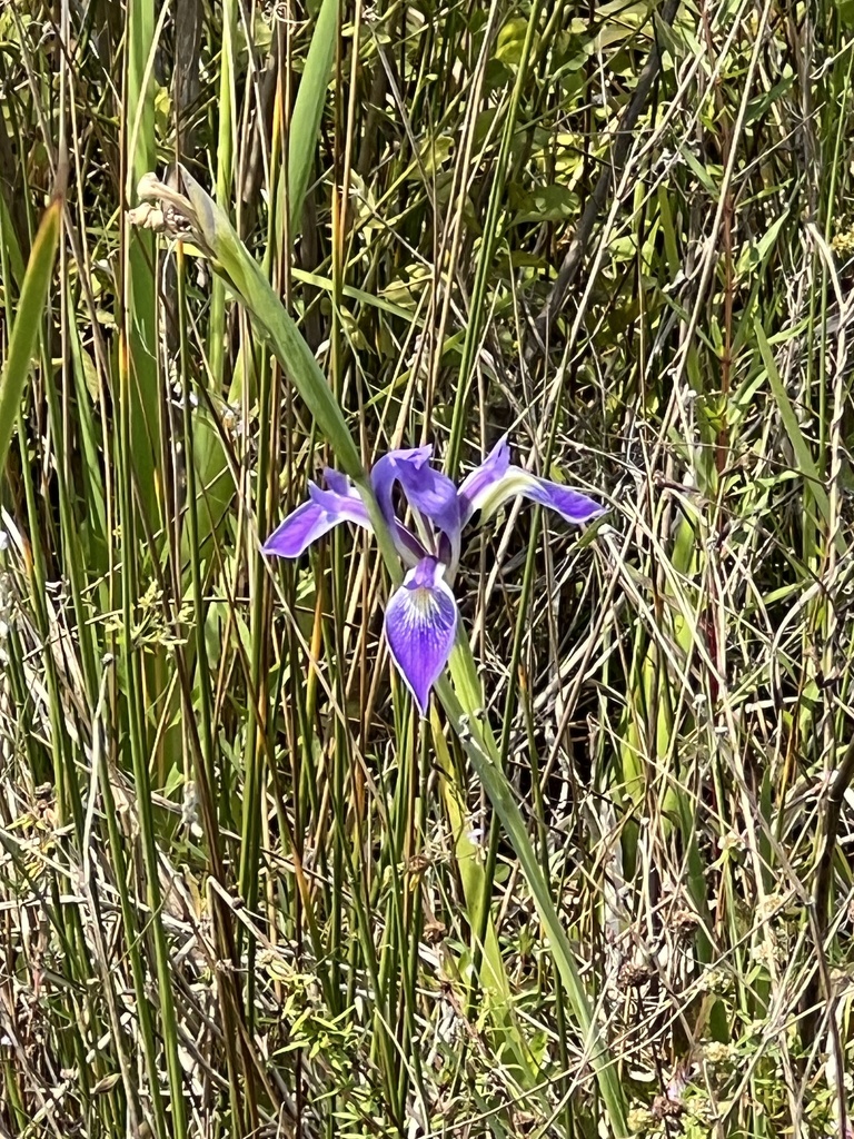 Prairie Iris from Magoon Ave, Mims, FL, US on March 26, 2024 at 12:04 ...