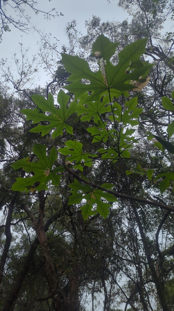 flame tree from Potassium St near Krypton St, Narangba QLD 4504 ...