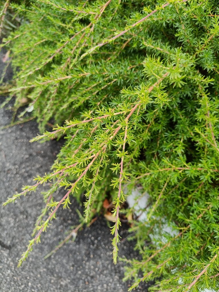 Butterfly Bush from East Launceston TAS 7250, Australia on January 8 ...