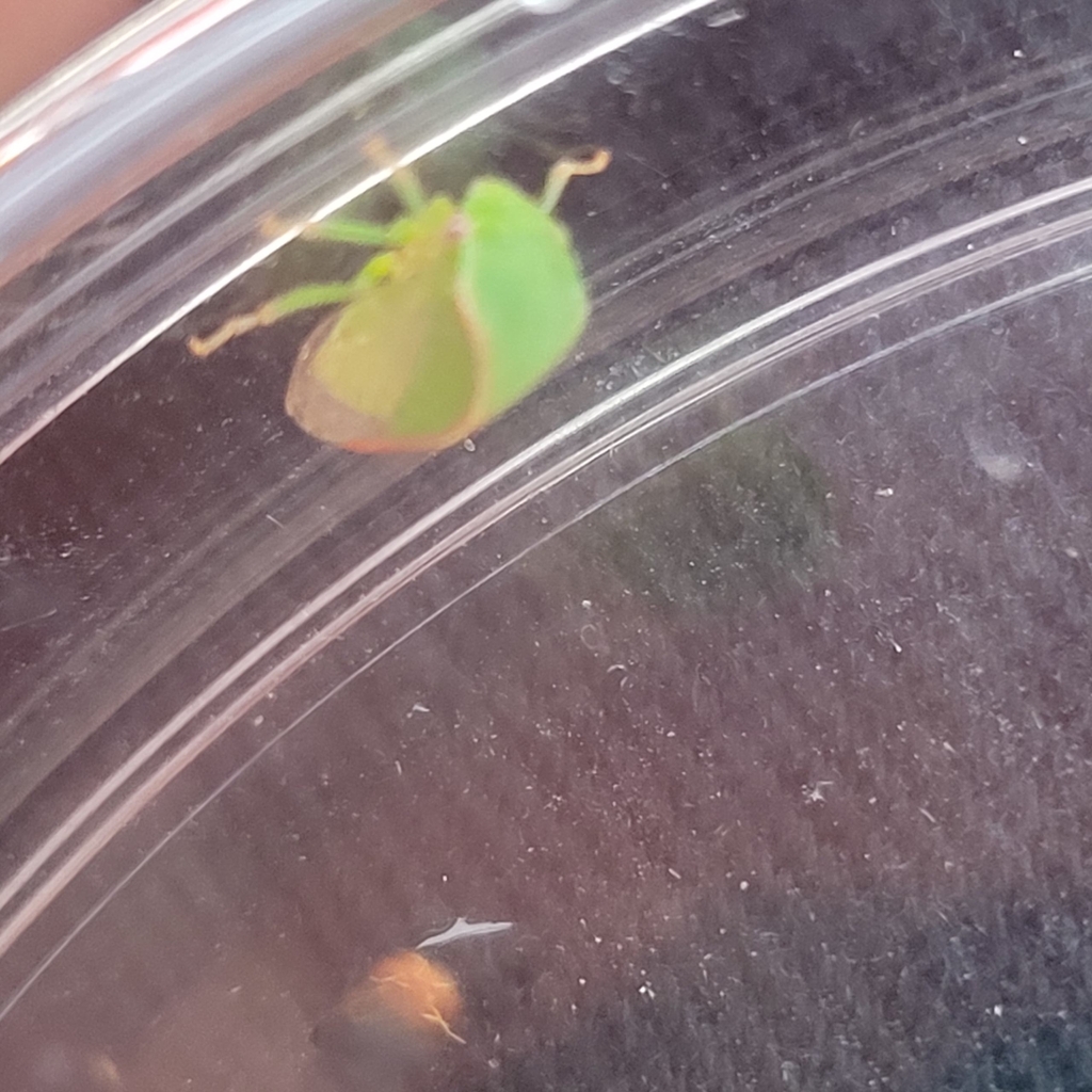 Three-cornered Alfalfa Hopper from Denton, TX 76207, USA on March 22 ...