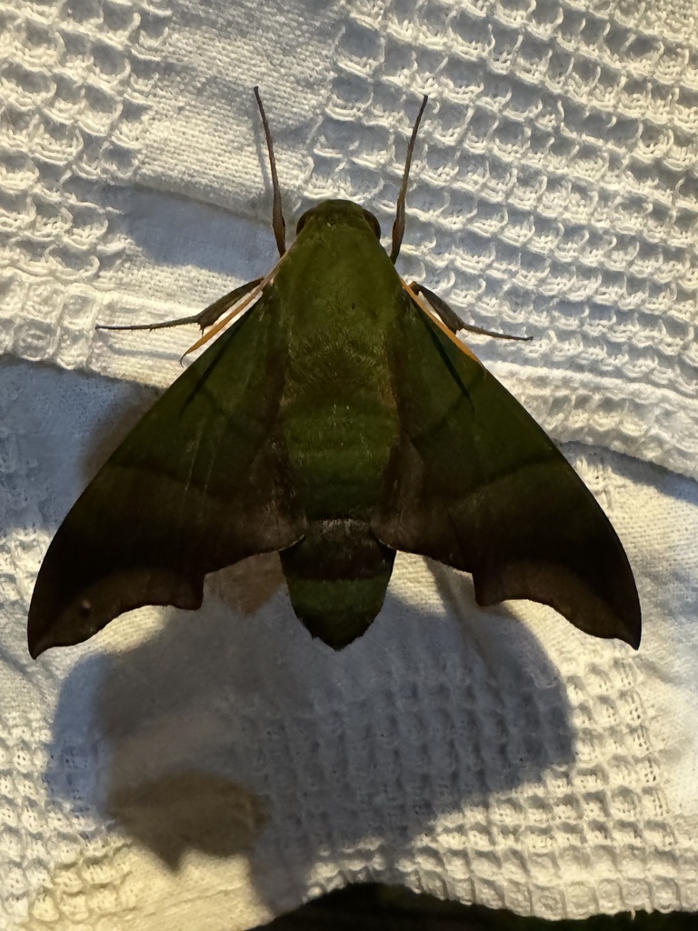 Macroglossine Sphinx Moths from Departamento de Madre de Dios, PE on ...