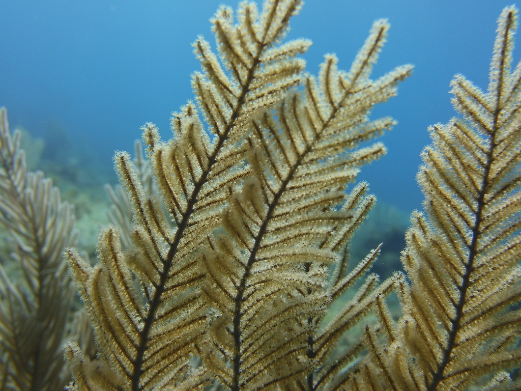 Slimy Sea Plume from Frente a Isla Mujeres on April 10, 2019 by ...
