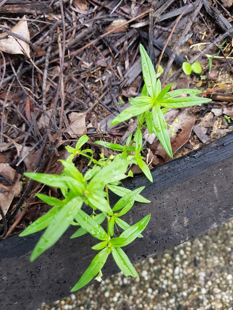 Old World Diamond Flower from Beerwah QLD 4519, Australia on March 27 ...
