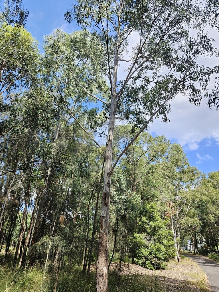 eucalyptus from Sydney Olympic Park NSW 2127, Australia on March 27 ...