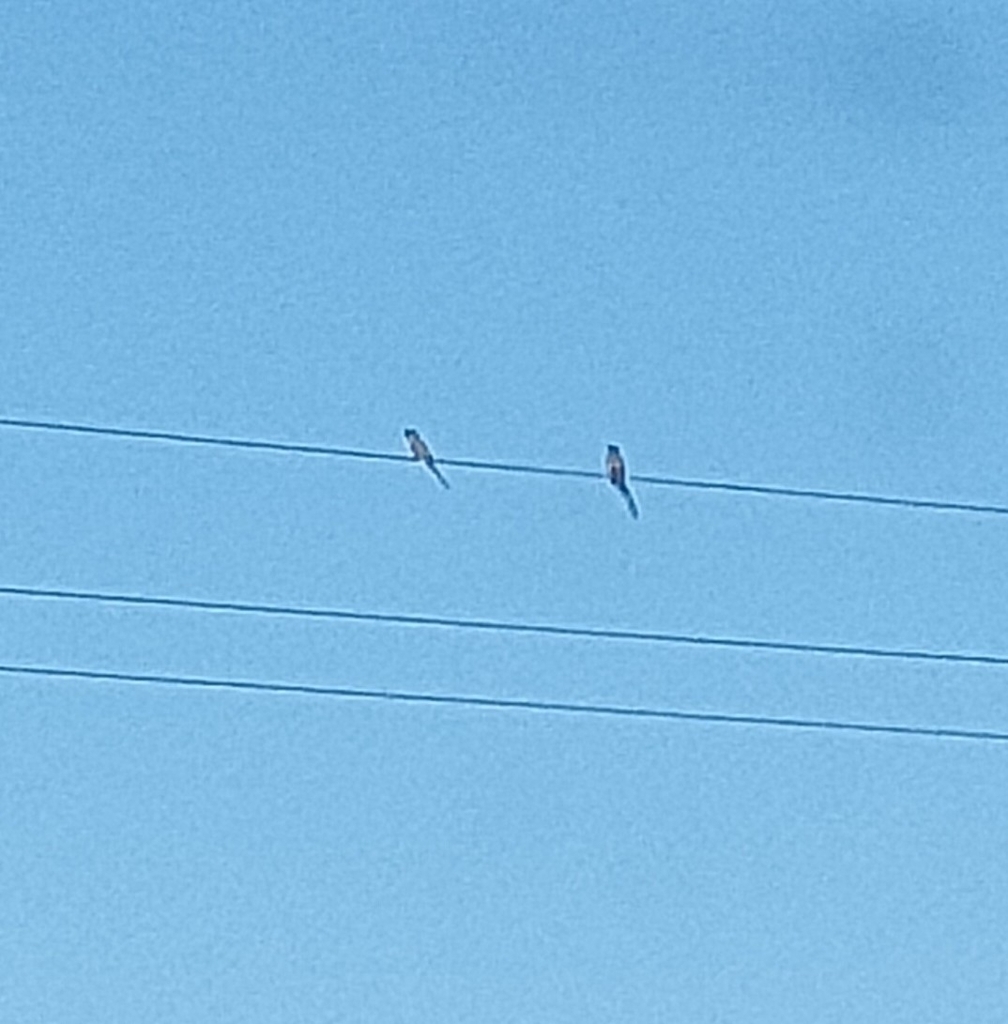 Eastern Bluebonnet from Hillston Nouvelle-Galles du Sud 2675, Australie ...