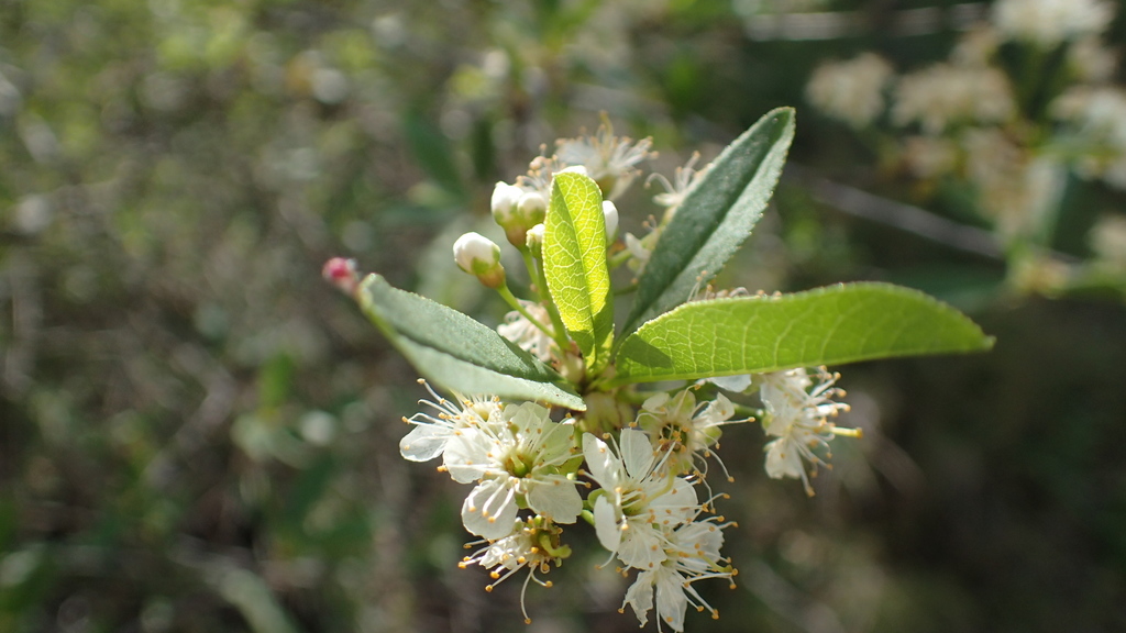 Bitter cherry from Alameda County, CA, USA on April 26, 2019 at 03:52 ...