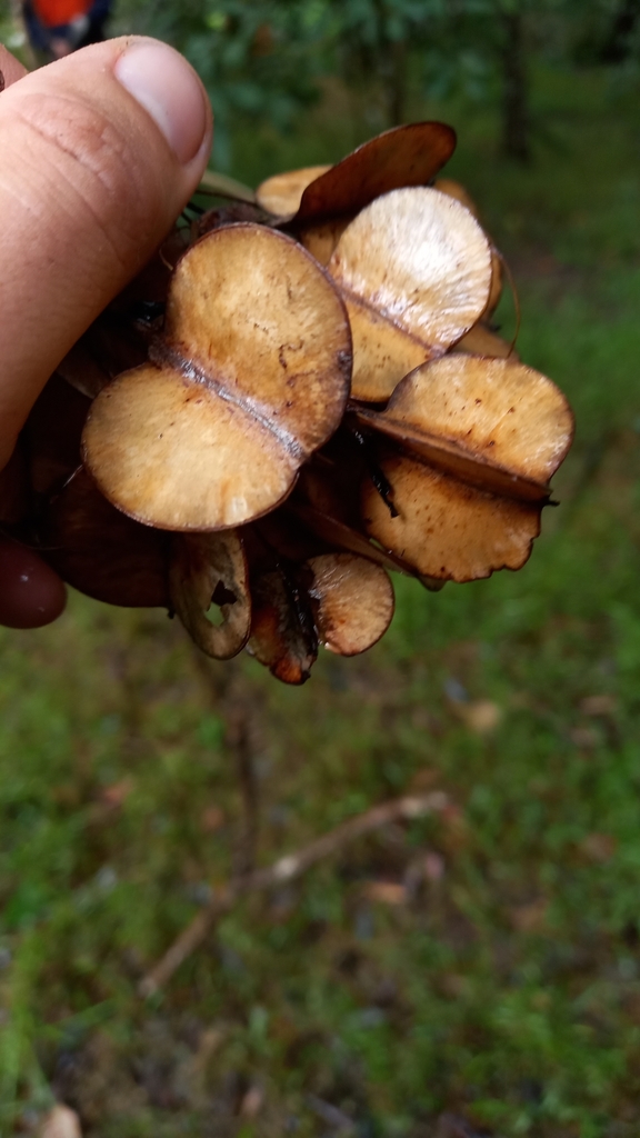 Common Yam Vine from Wamuran QLD 4512, Australia on March 27, 2024 at 10:01 AM by Trent Fisher ...