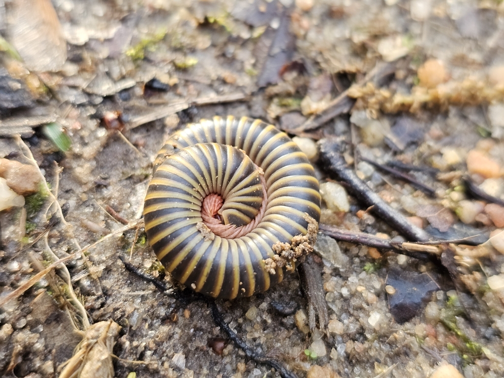 American Giant Millipede Complex in March 2024 by ilikebugss · iNaturalist