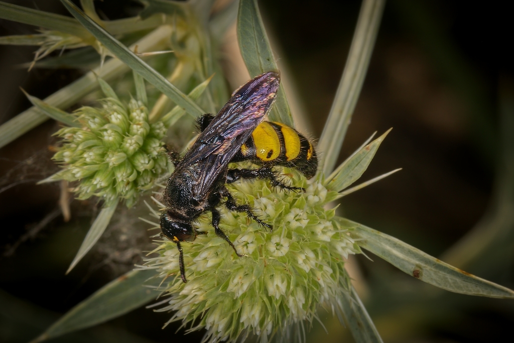 Scolia galbula from 946 12 Zlatná na Ostrove, Slovensko on July 19 ...