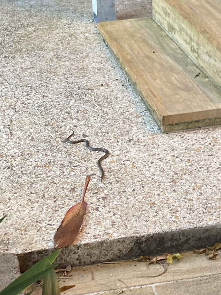 Australian Elapids (inc. Sea Snakes) from Allambie Rd, Allambie Heights ...