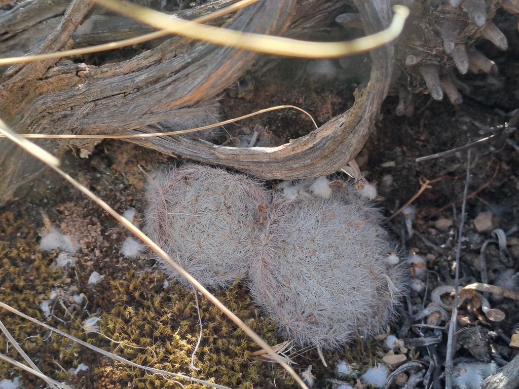 Beard Stonecrop from Matjiesrivier, ZA-WC-WC, ZA-WC, ZA on March 26 ...