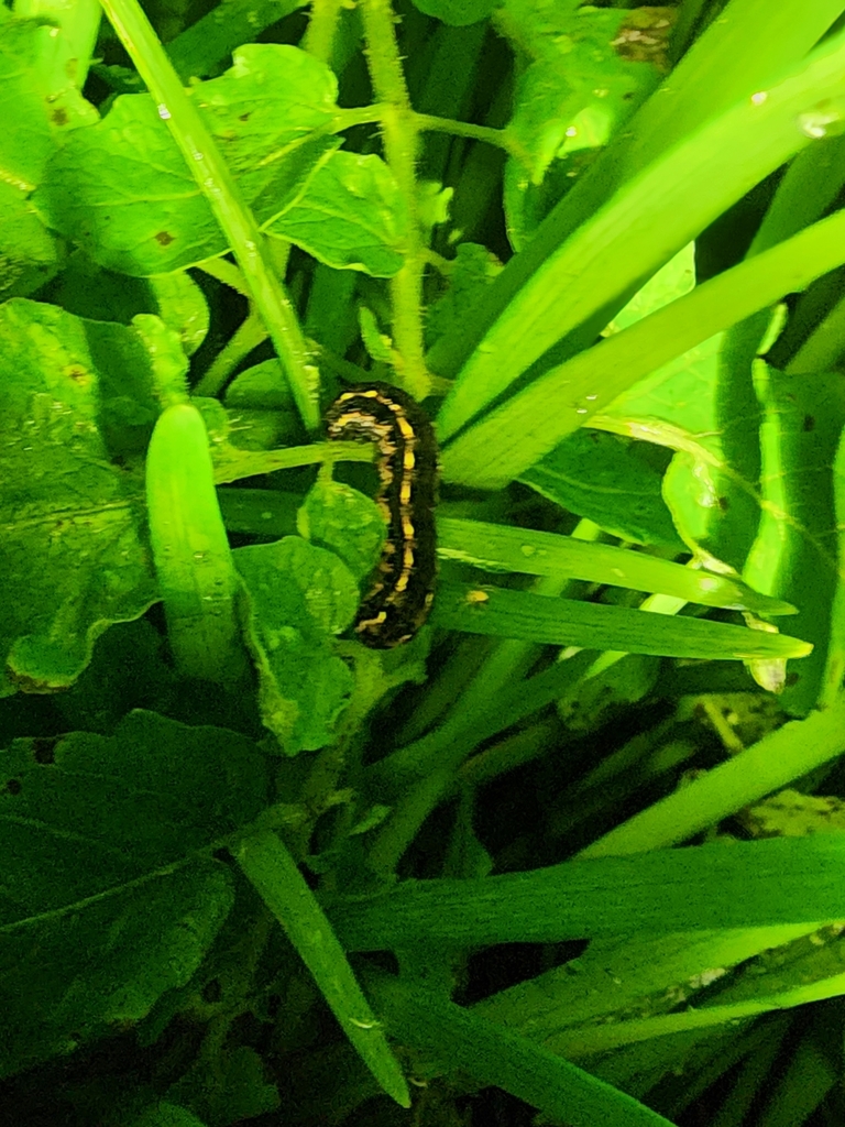 Butterflies and Moths from Balmoral Ridge QLD 4552, Australia on March ...