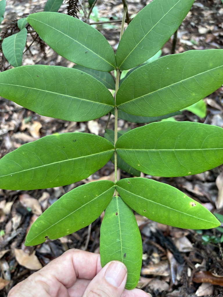Bennett's Ash from K’gari (Fraser Island) Recreation Area, Urangan, QLD ...